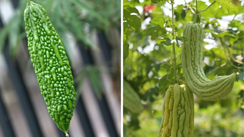 Peria Pahit Rasa, Tapi Ada 1001 Khasiat Di Dalamnya